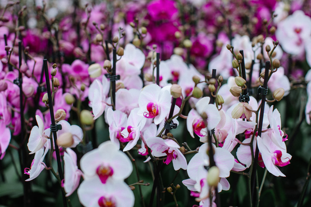 Orchids – The Horti House
