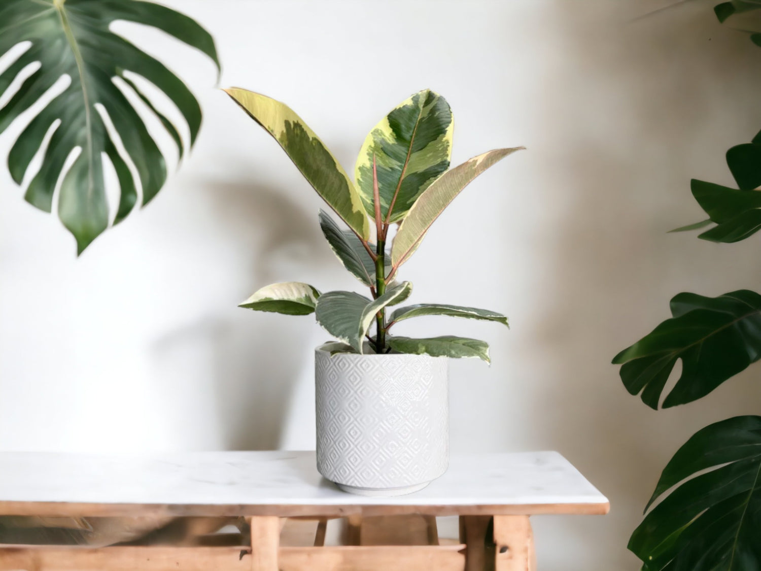 Collections – The Horti House