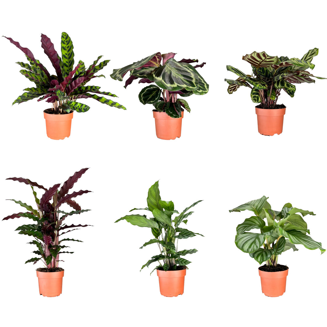 All Products – The Horti House