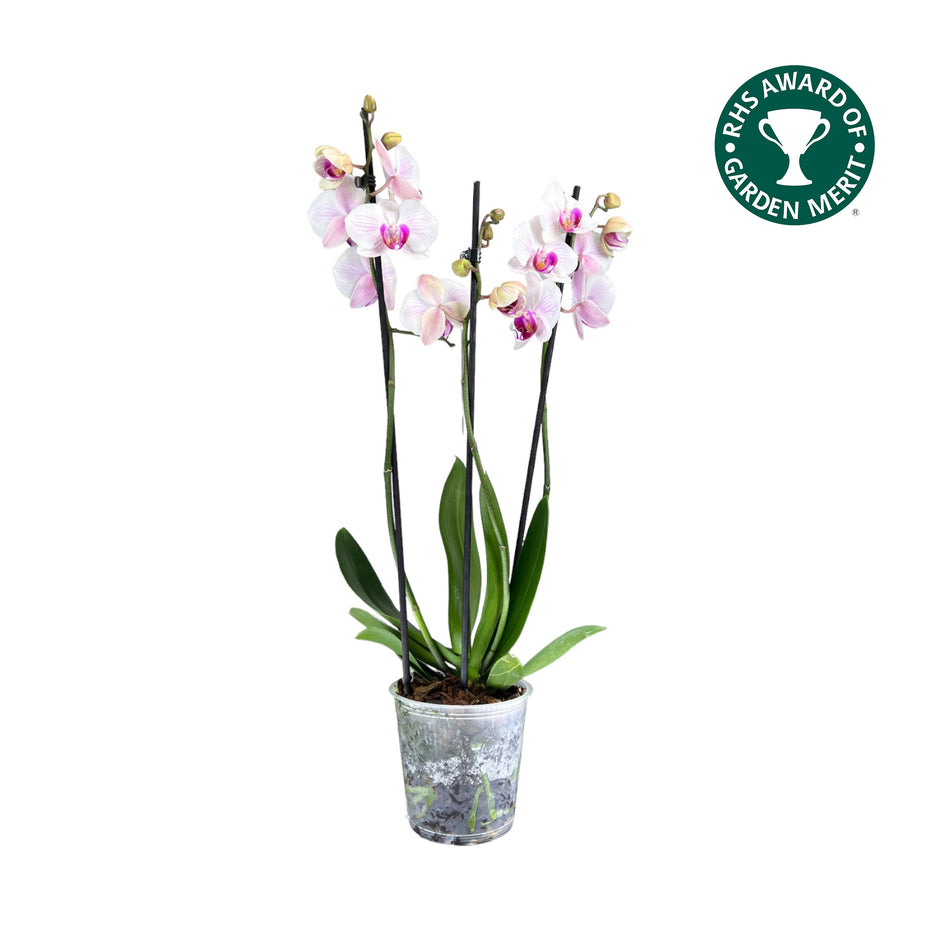 Hillier Orchids – The Horti House