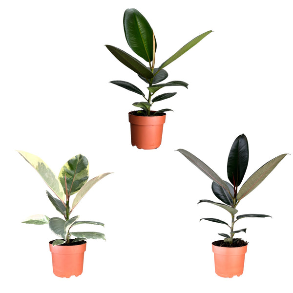 Ficus Elastica 12cm Mix – The Horti House