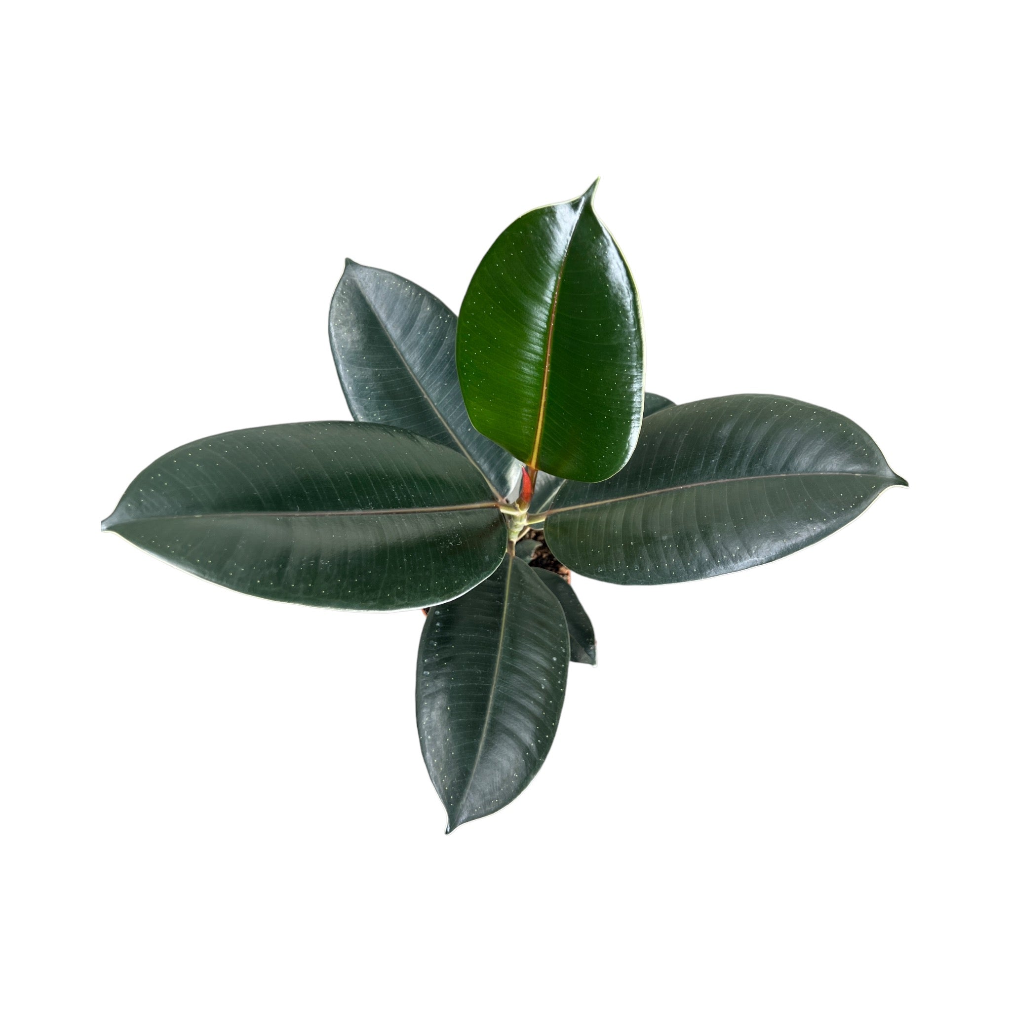 Green Plants – Page 7 – The Horti House