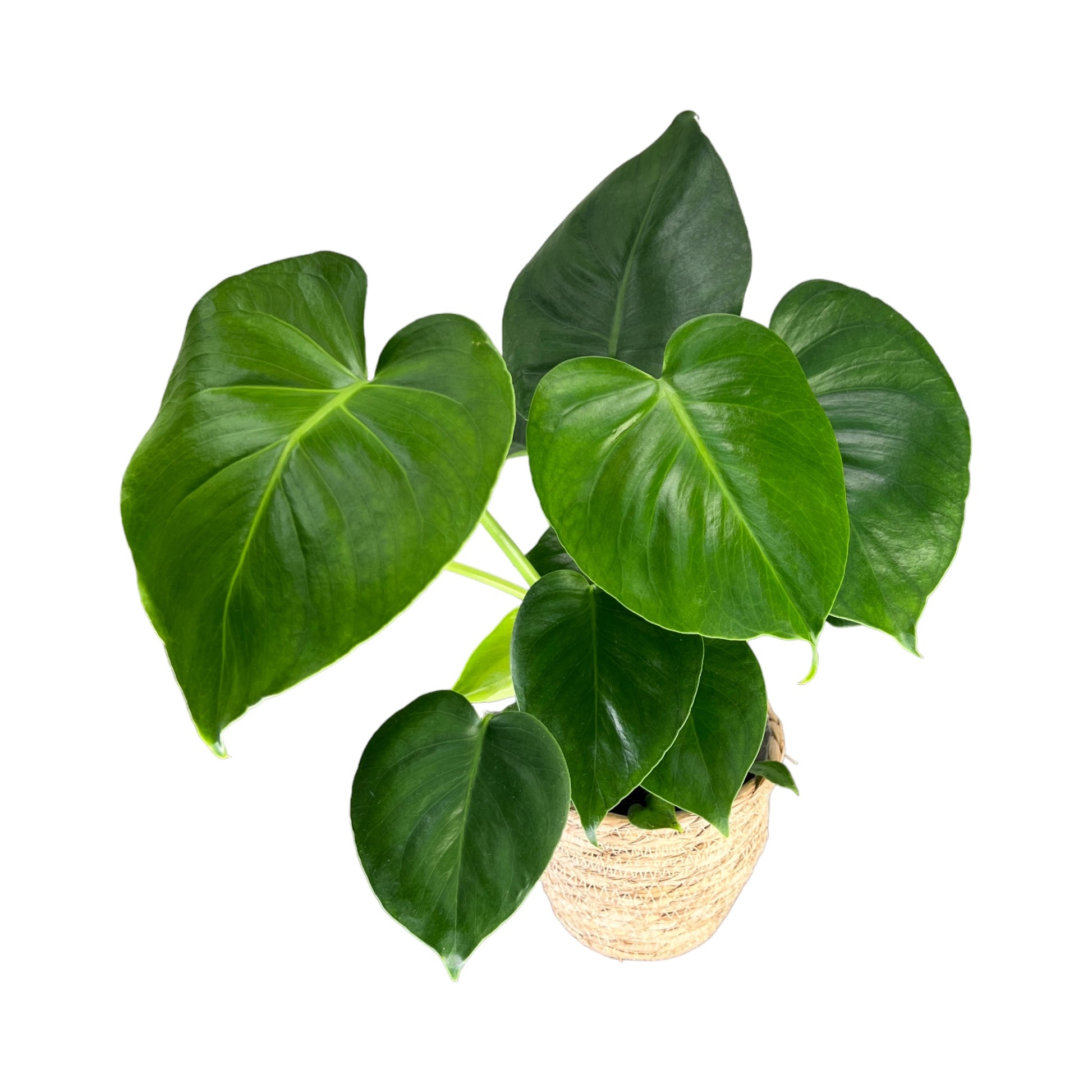 Monstera 12cm Deliciosa in Basket – The Horti House