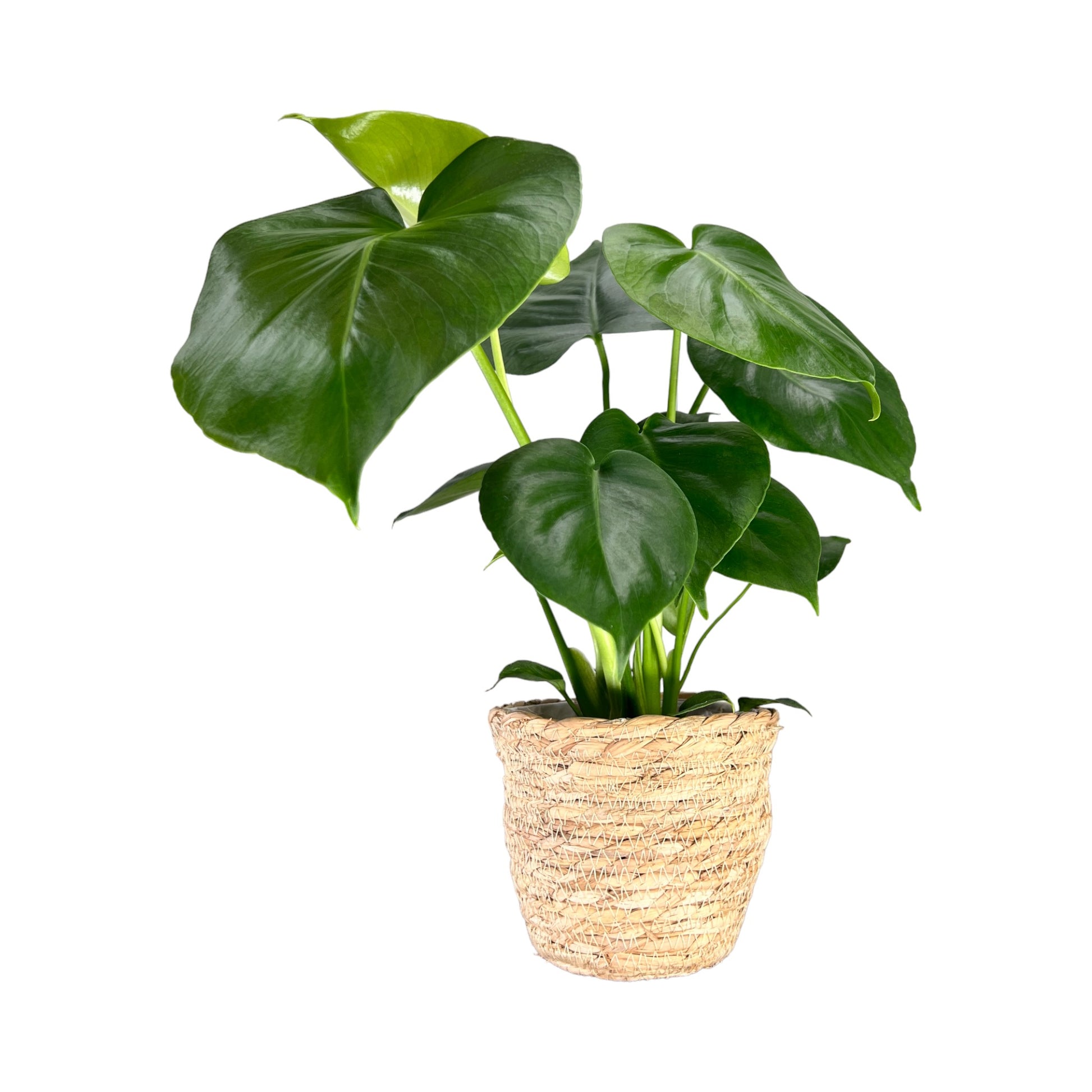 Monstera 12cm Deliciosa in Basket – The Horti House