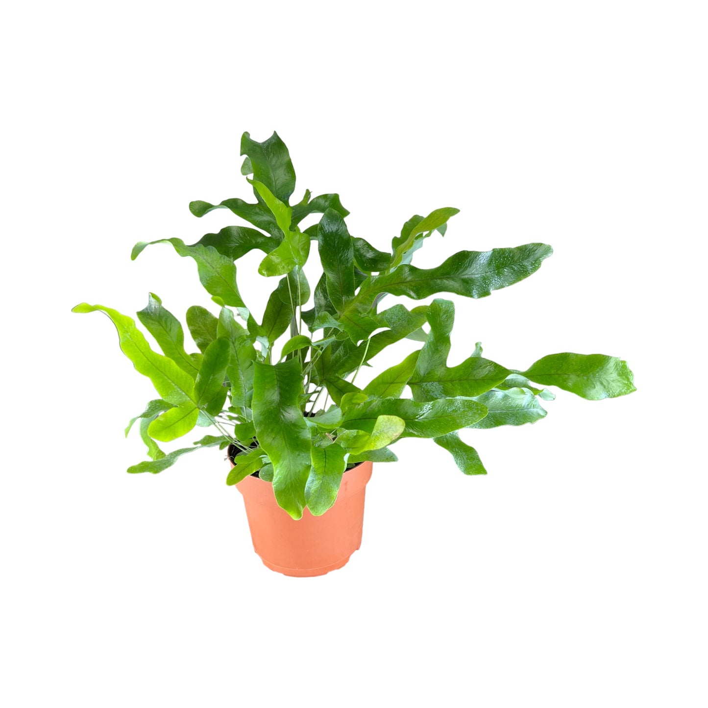 Phlebodium 12cm – The Horti House