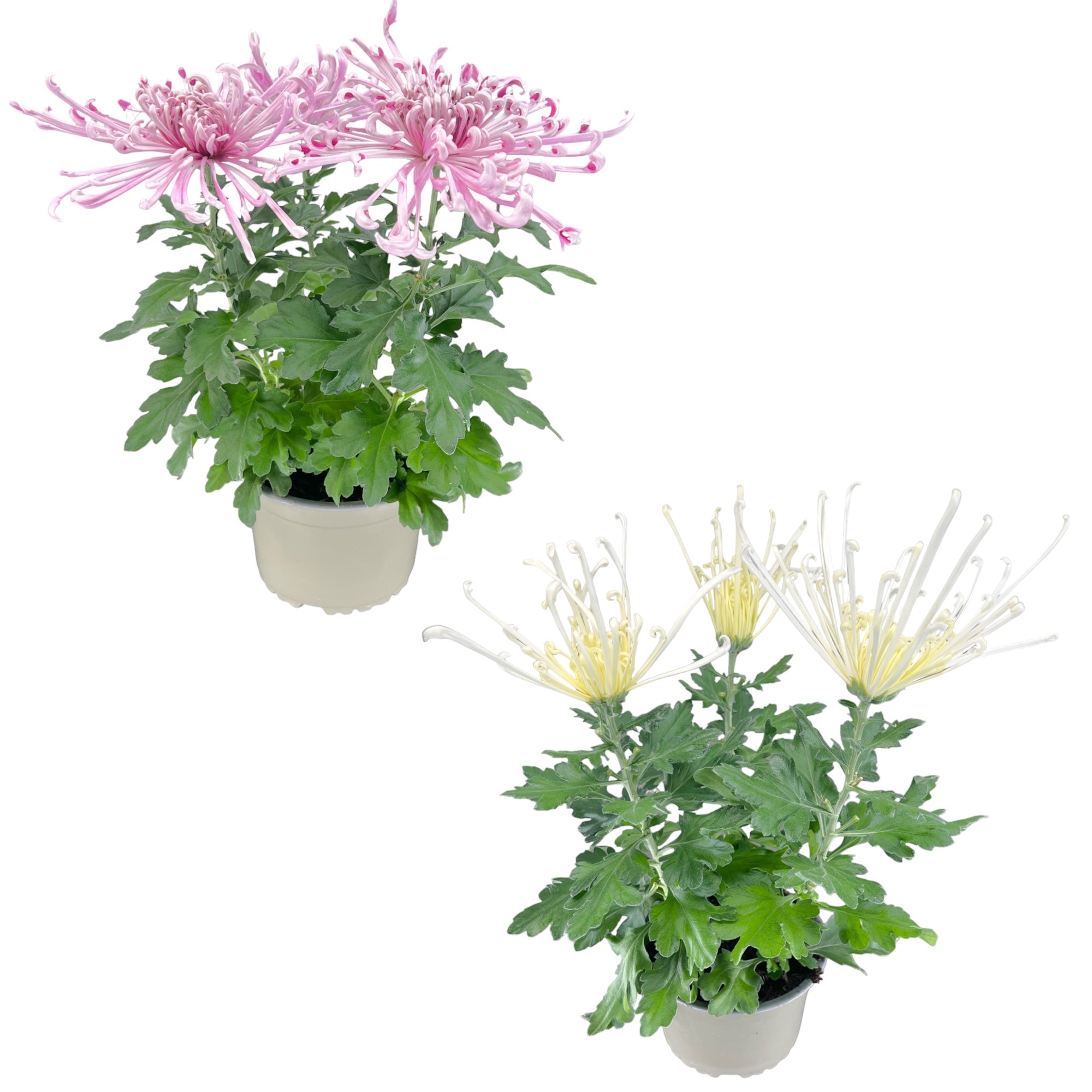 Chrysanthemum 14cm Fireworks Mixed Colours – The Horti House