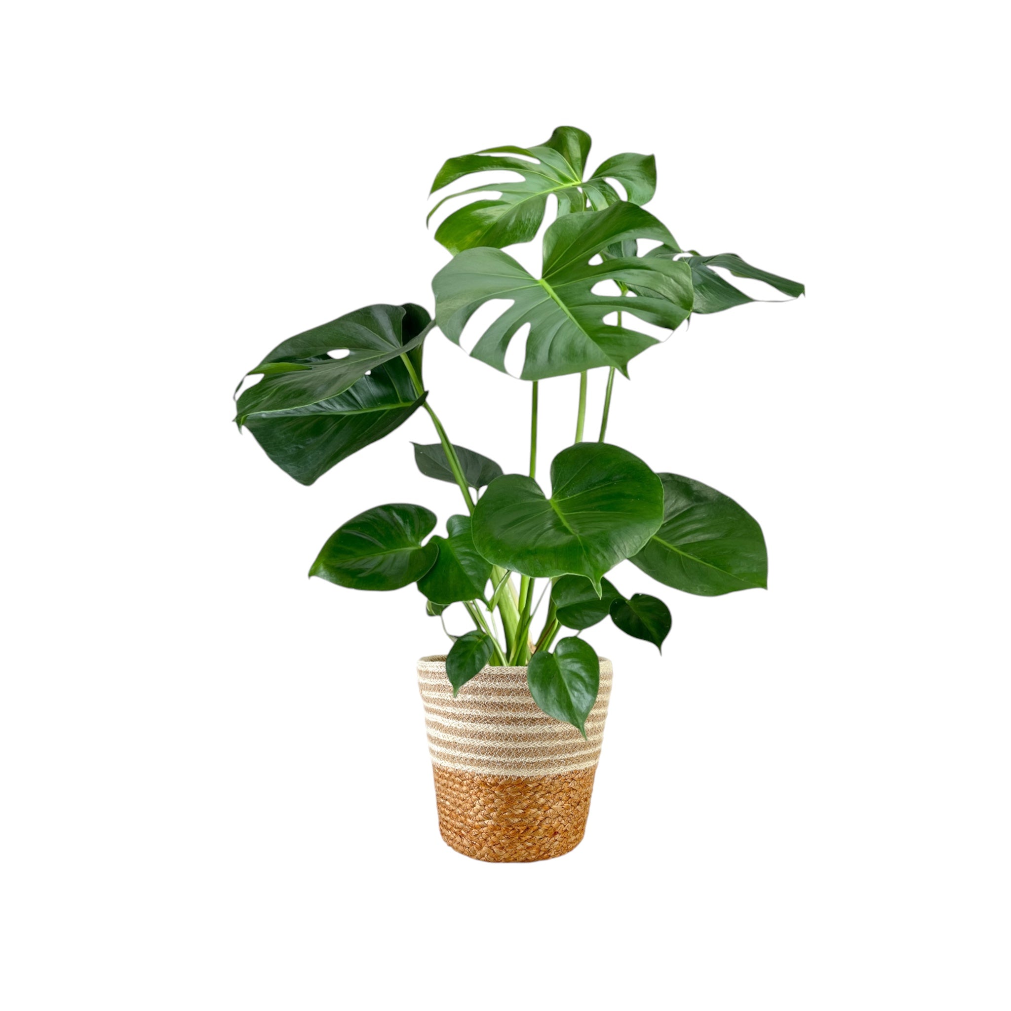 Monstera 17cm Deliciosa in Basket – The Horti House