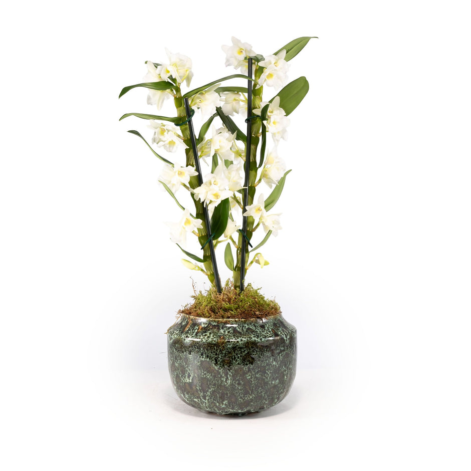 YGC Orchids – The Horti House