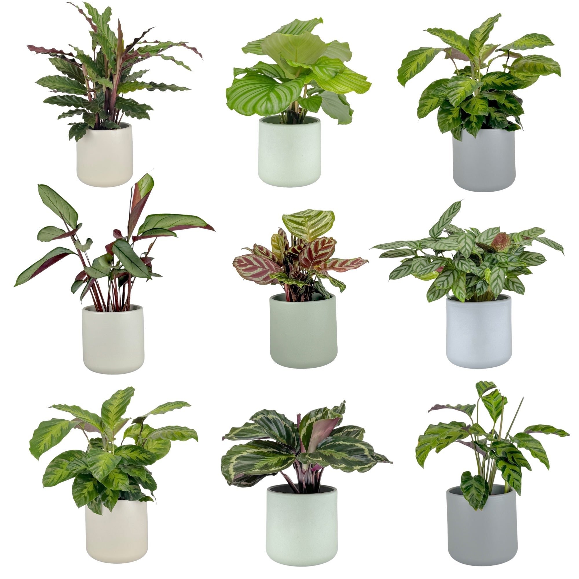 All Products – Page 2 – The Horti House