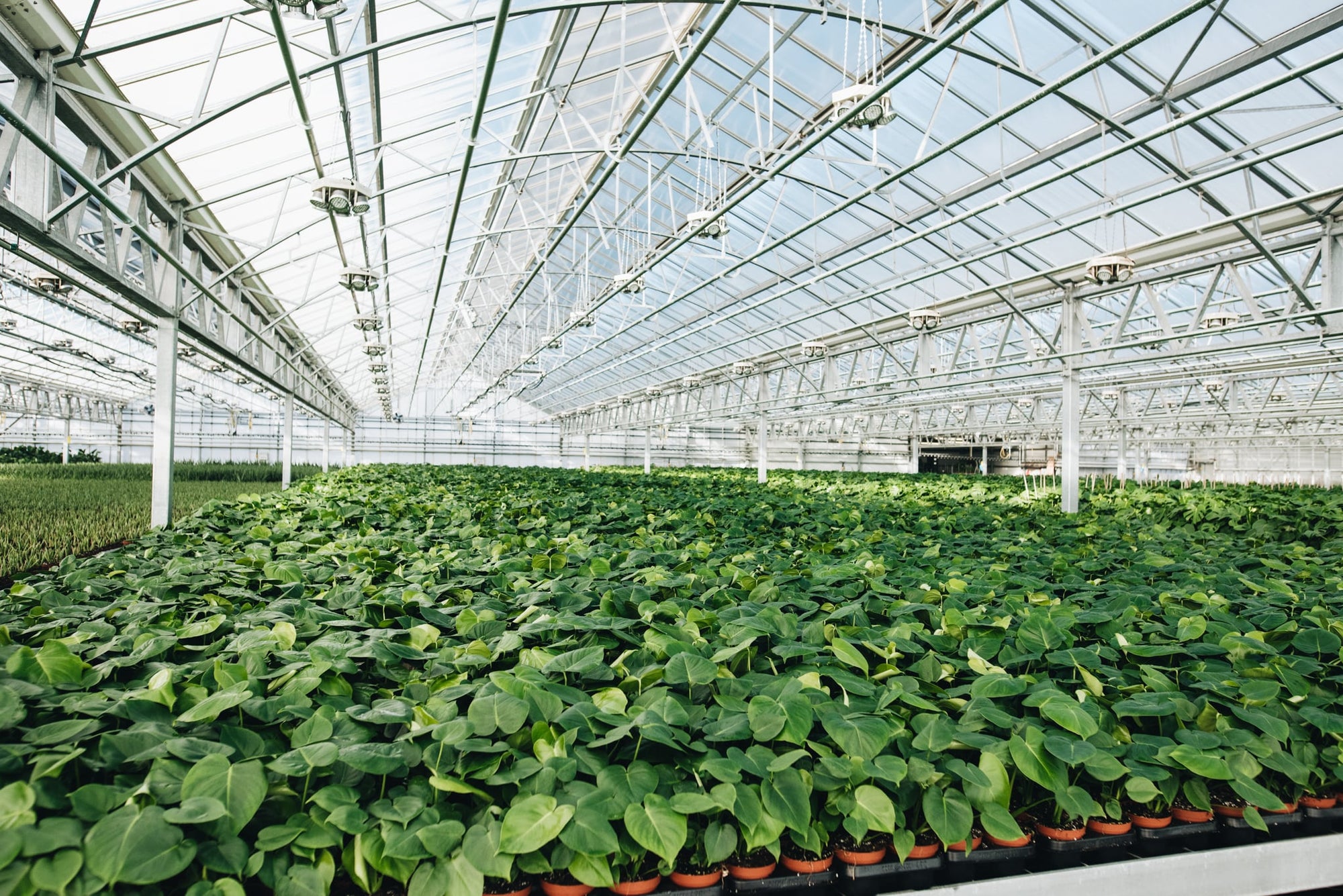 Our Mission – The Horti House