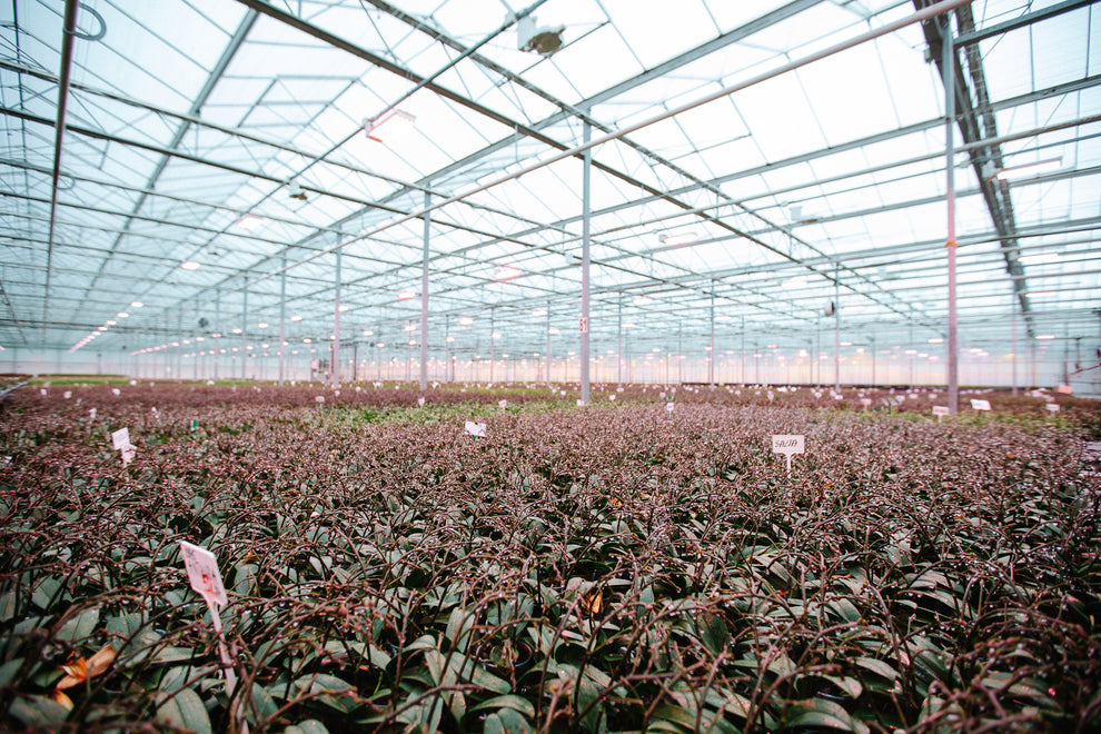 Our Mission – The Horti House