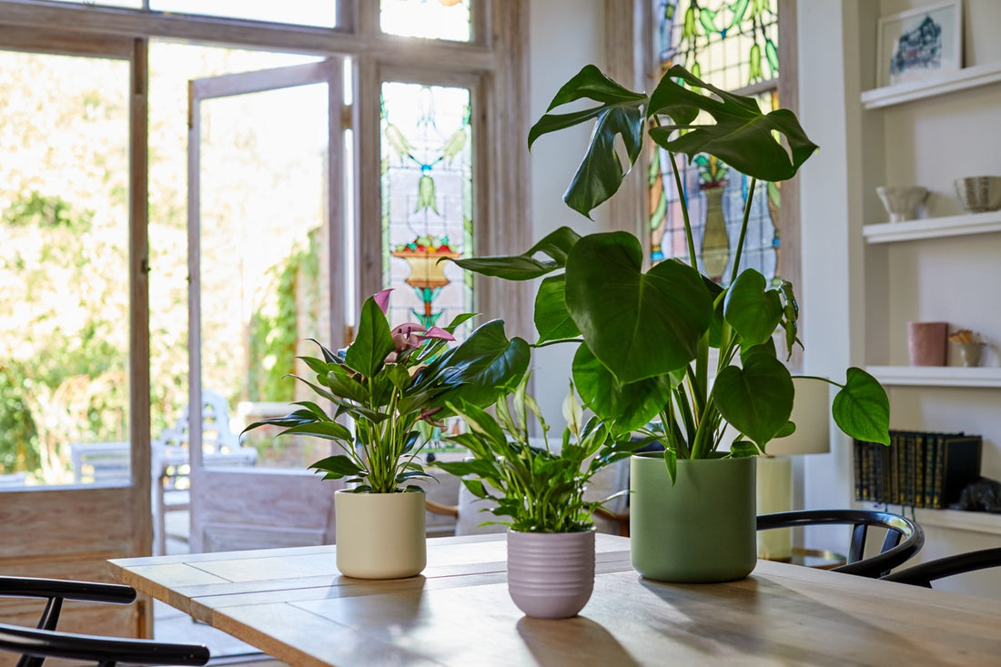 Our Mission – The Horti House