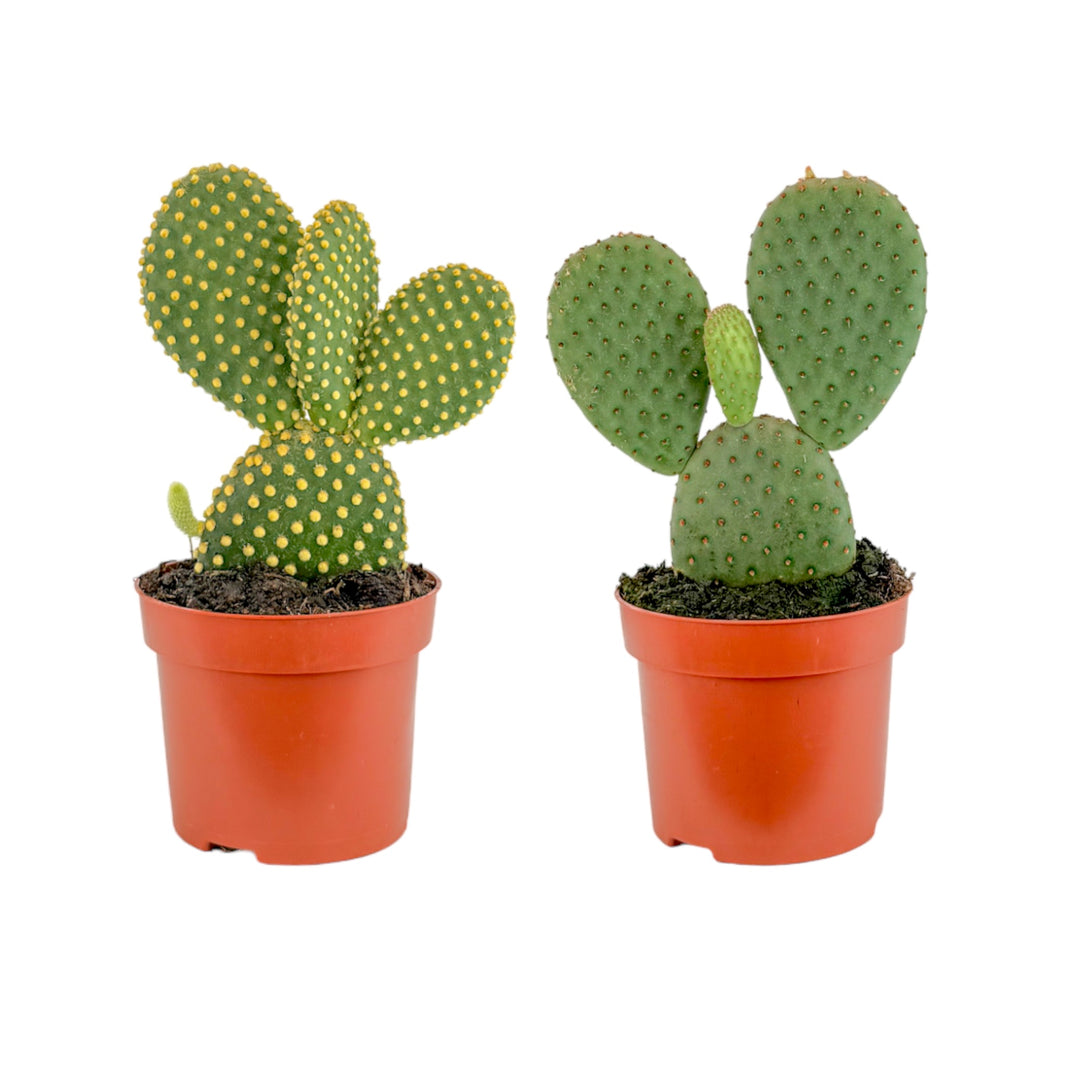 Cacti – The Horti House