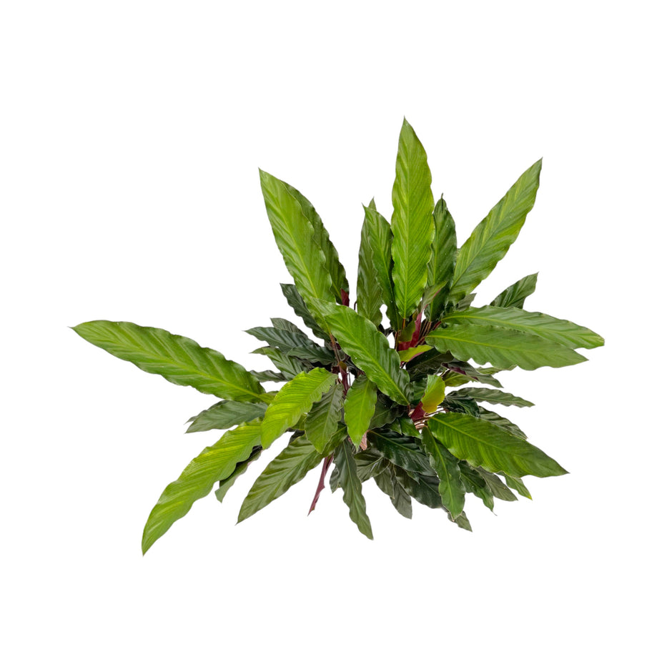 Green Plants – Page 2 – The Horti House