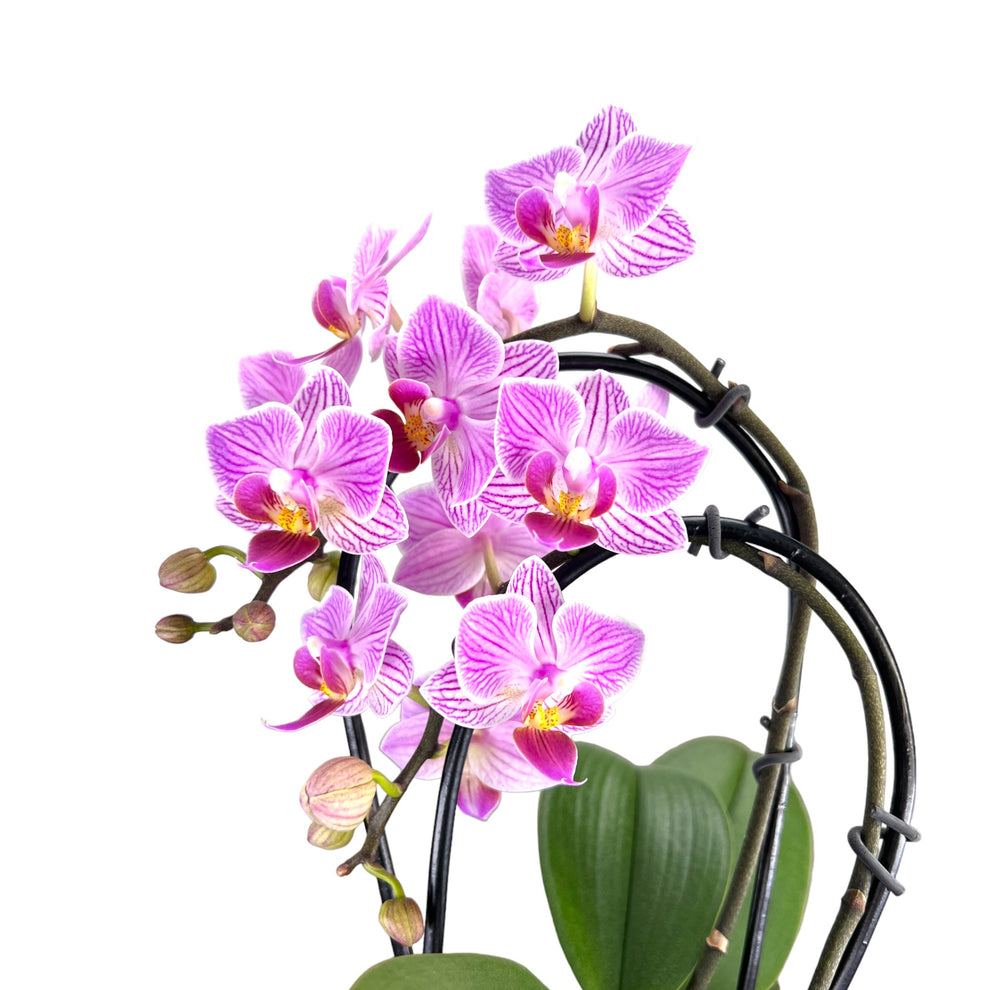 Phalaenopsis 9cm Cascade Mixed Colours – The Horti House