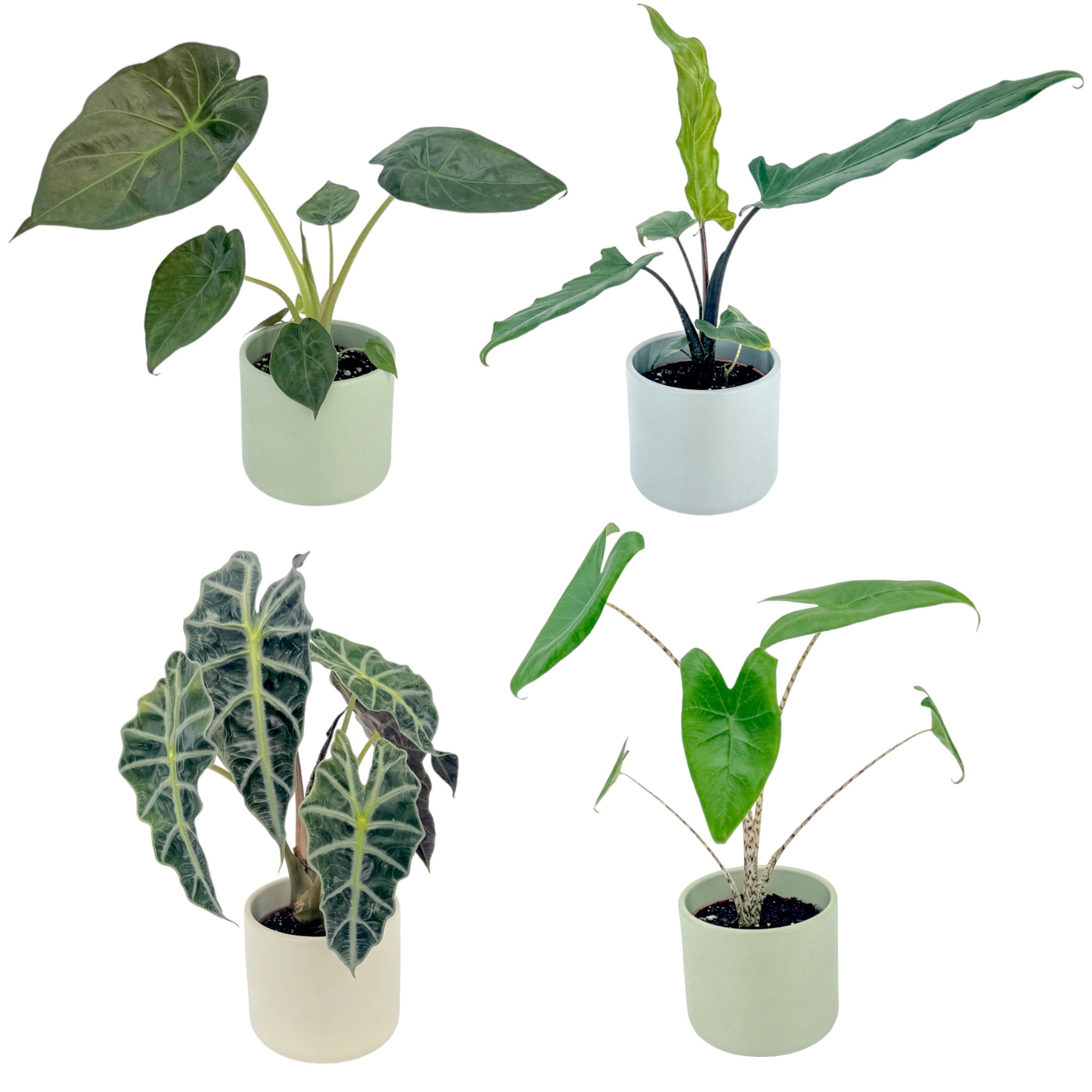 Products – The Horti House