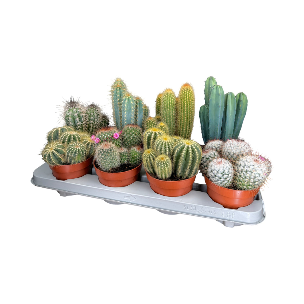 Cacti – The Horti House