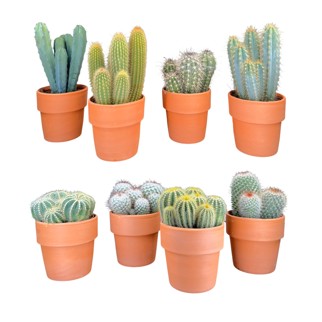 Cacti – The Horti House