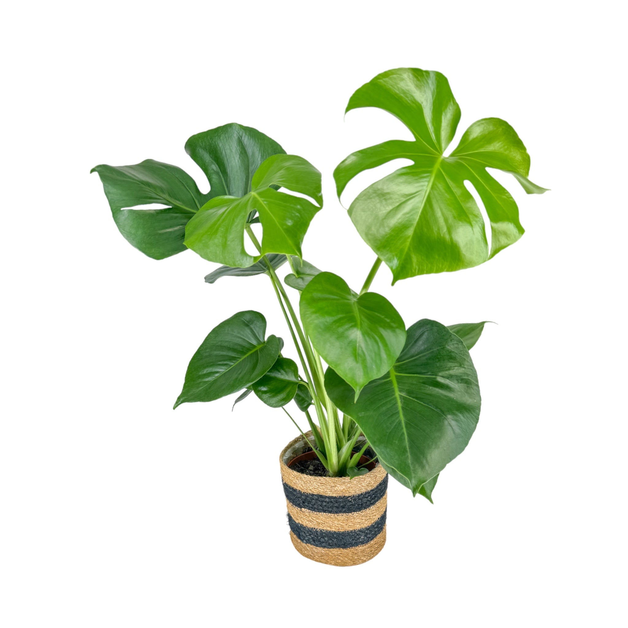 Monstera 17cm Deliciosa in Basket – The Horti House