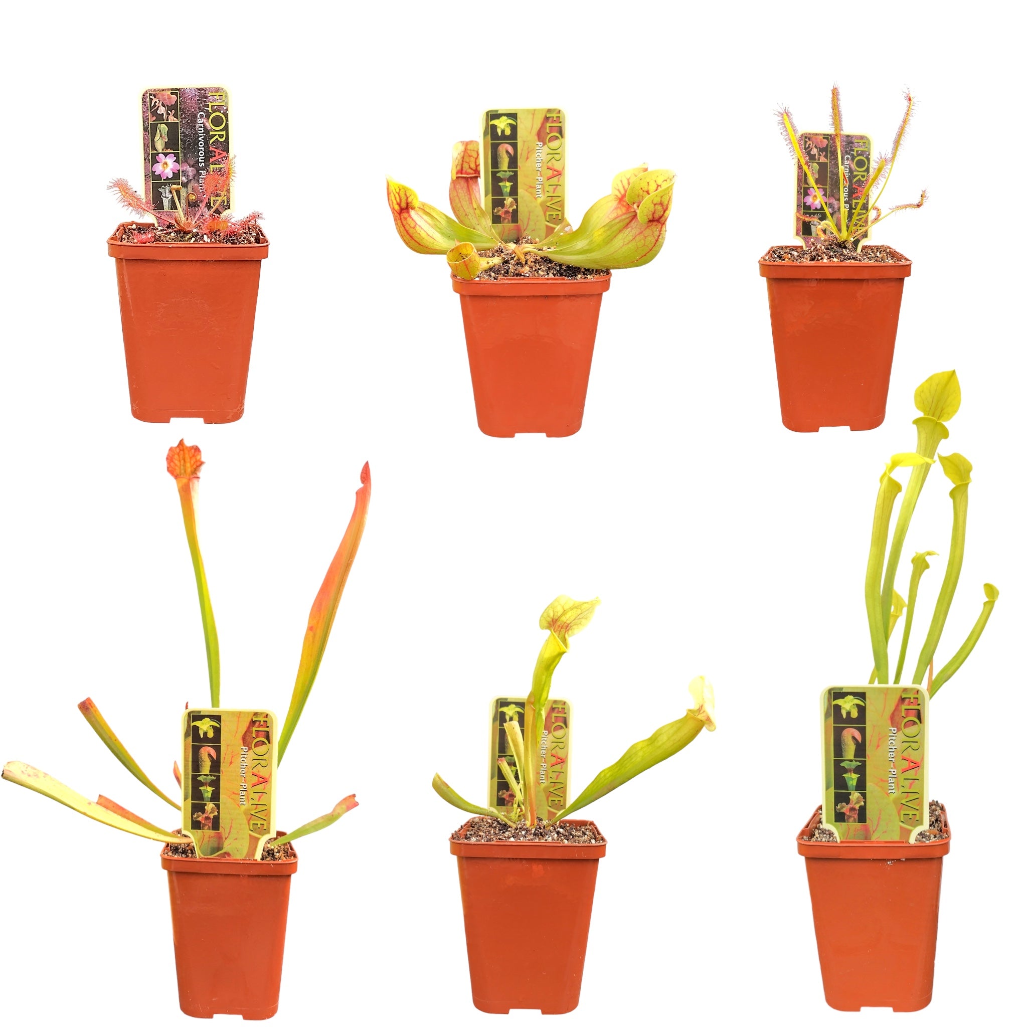 All Products – Page 2 – The Horti House